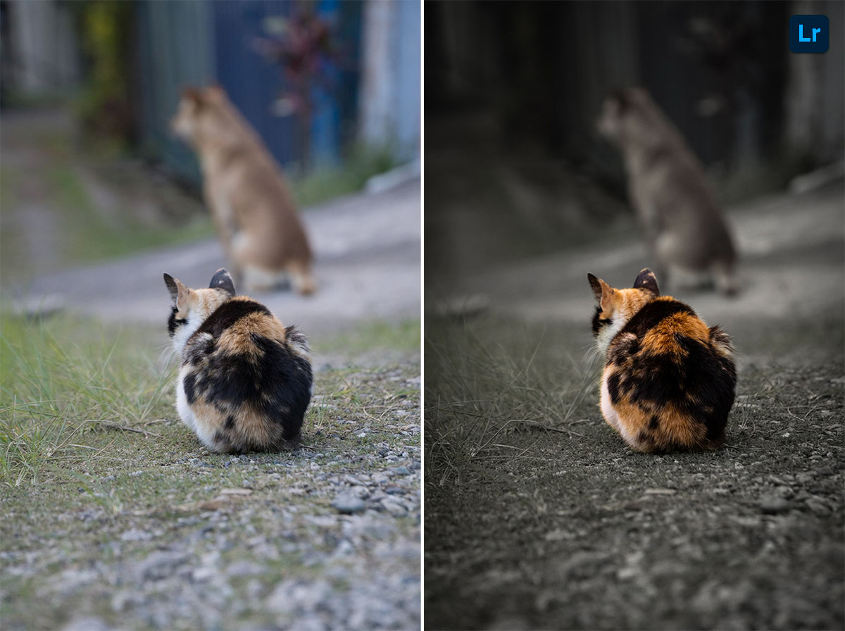 Focused Cat | Edit | Photoshop Lightroom