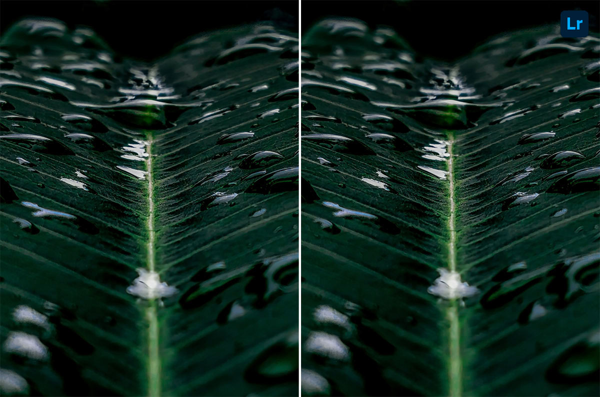 Plumeria leaf | Edit | Photoshop Lightroom