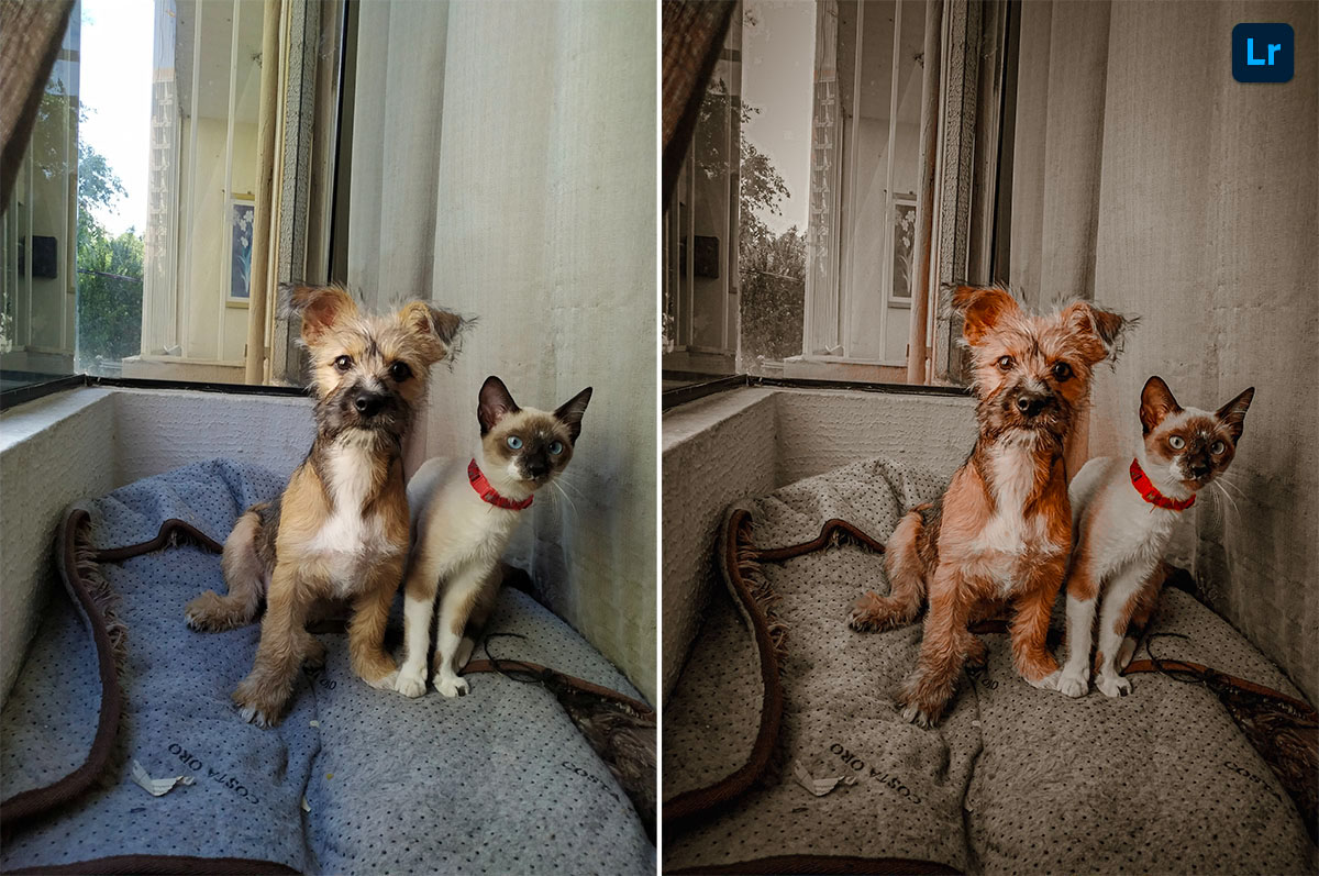 Dog | Edit | Photoshop Lightroom