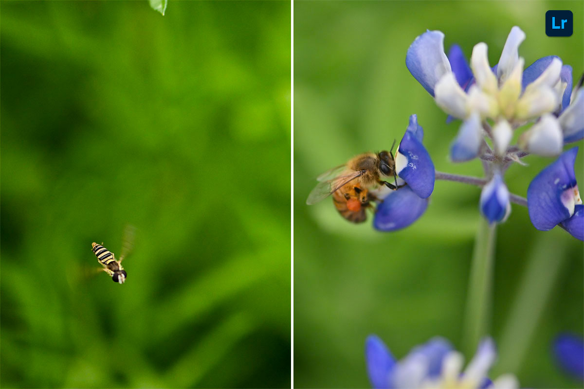 Just a bee and a fly | Edit | Photoshop Lightroom