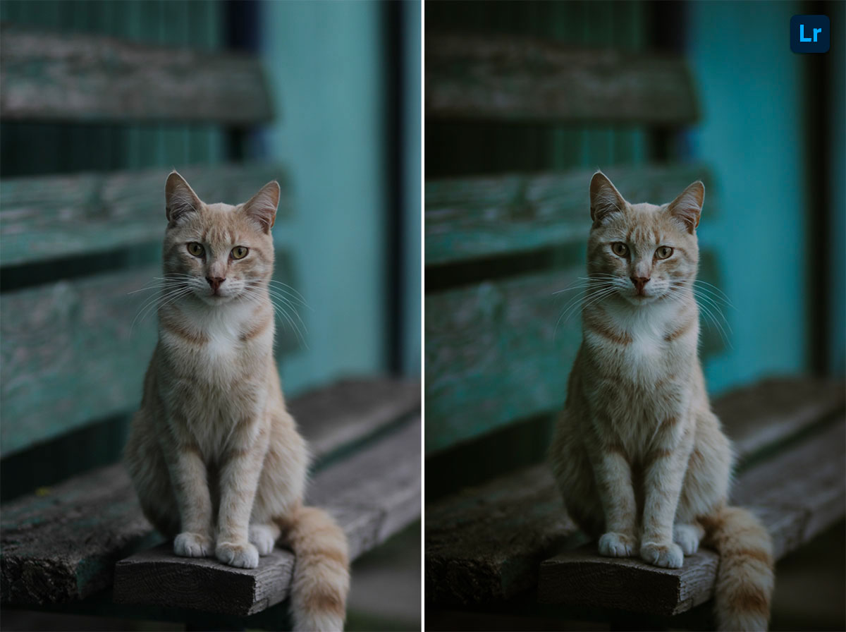 Beautiful cat | Edit | Photoshop Lightroom