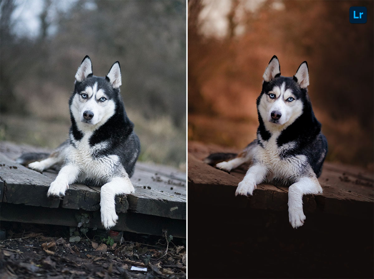 Husky | Edit | Photoshop Lightroom