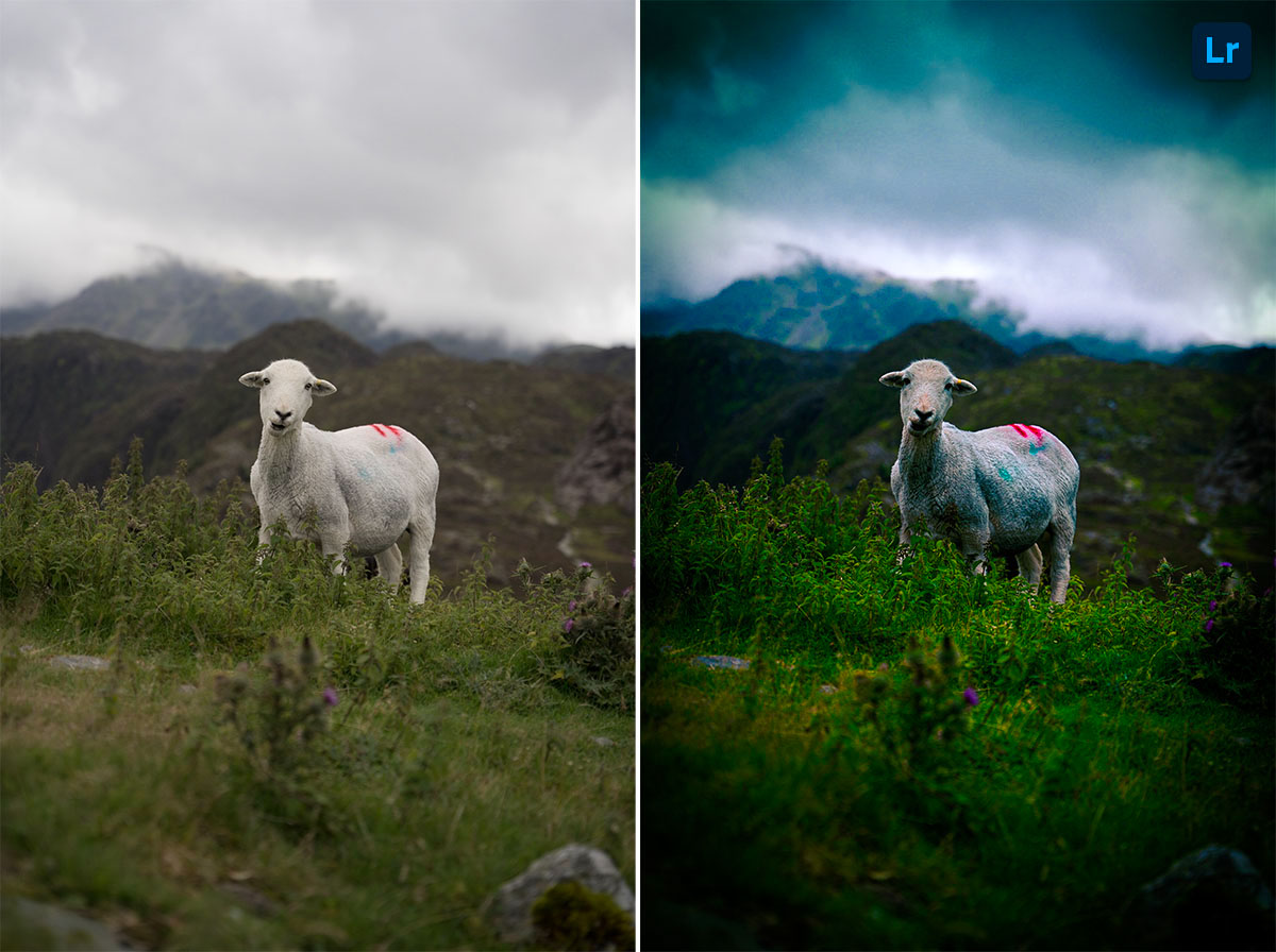 Moody sheep | Remix | Photoshop Lightroom