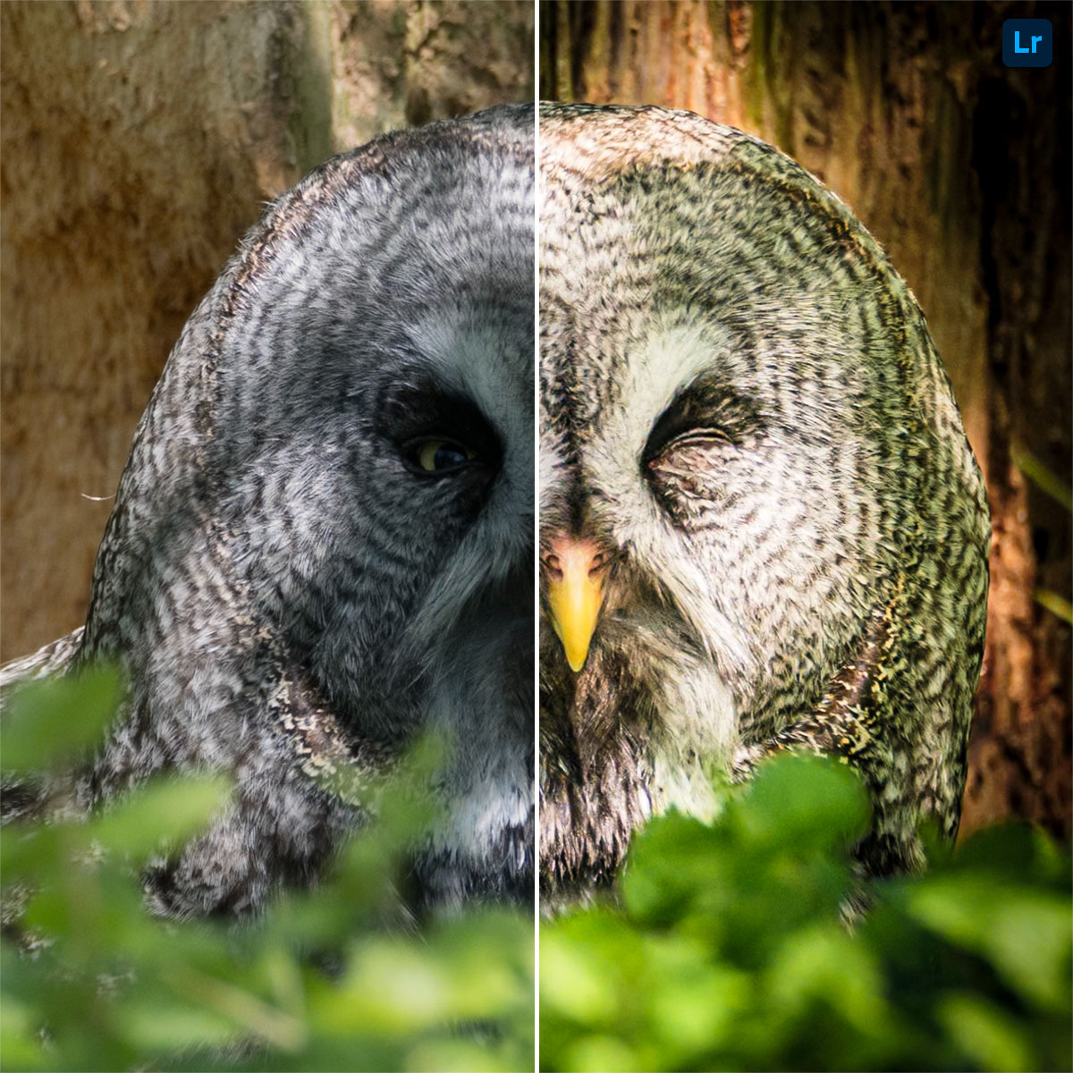 Wink | Edit | Photoshop Lightroom