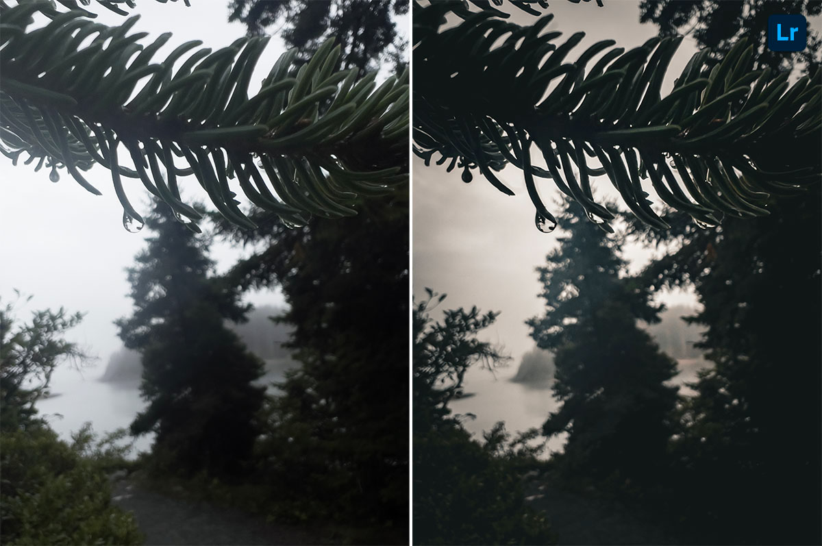 Dewy Morning | Edit | Photoshop Lightroom