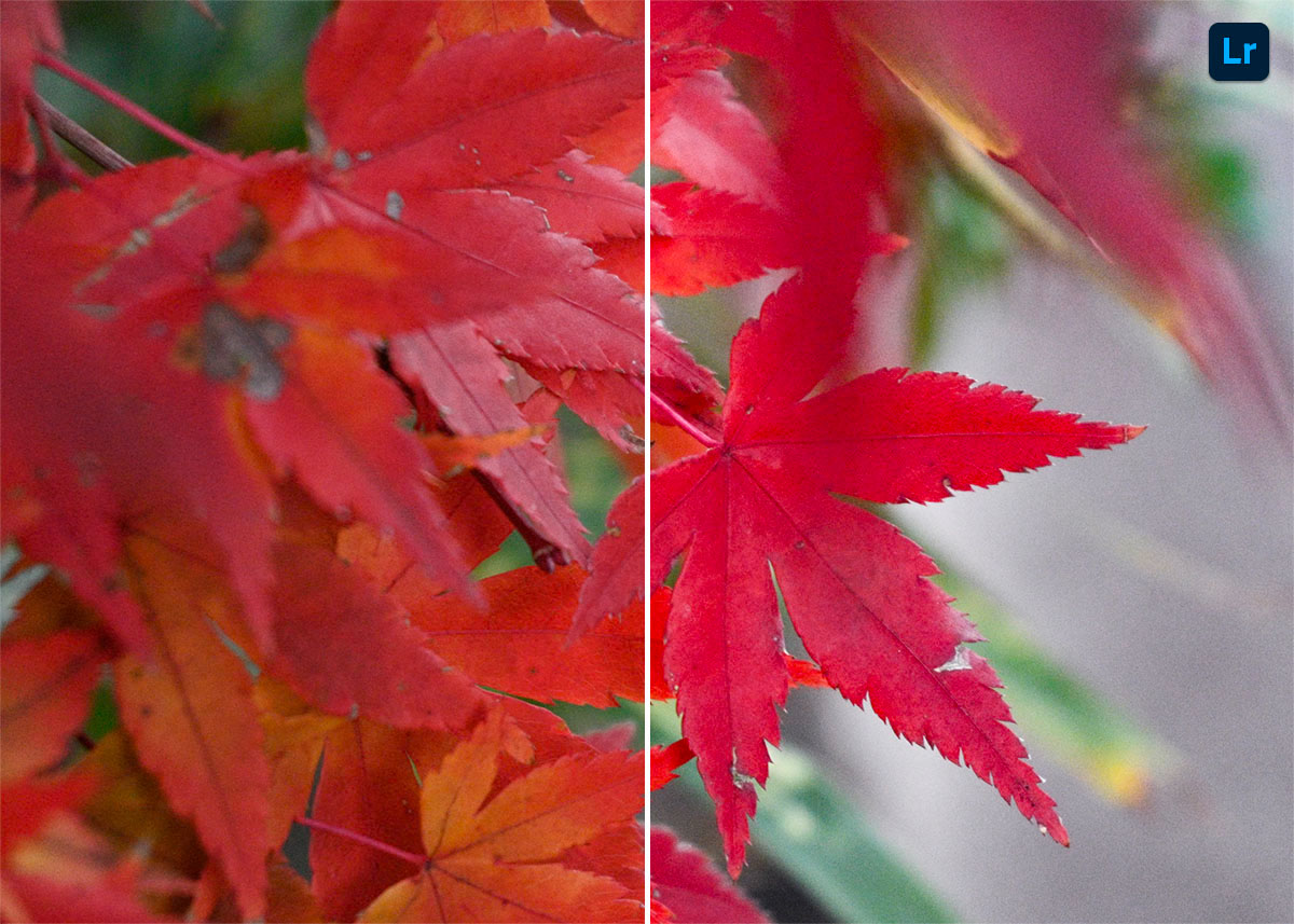 Leave autumn | Edit | Photoshop Lightroom