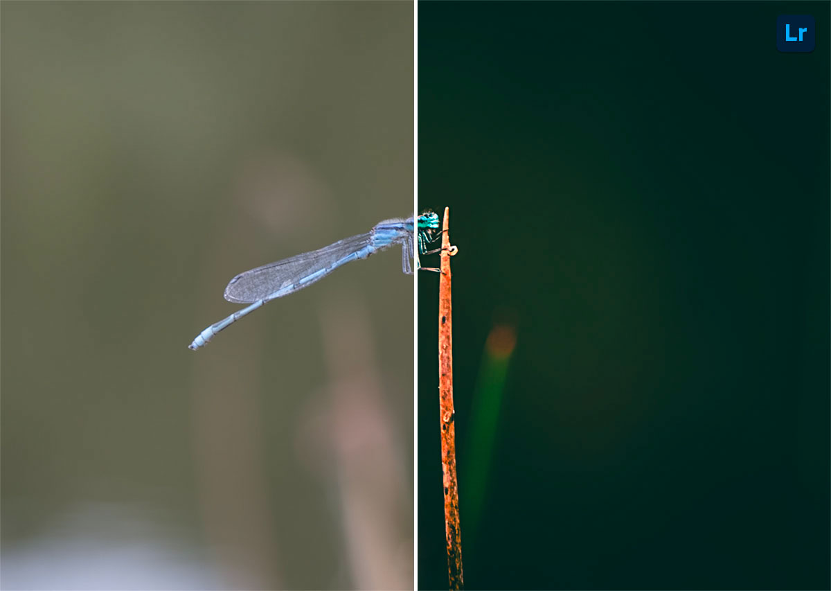 Dragonfly | Edit | Photoshop Lightroom