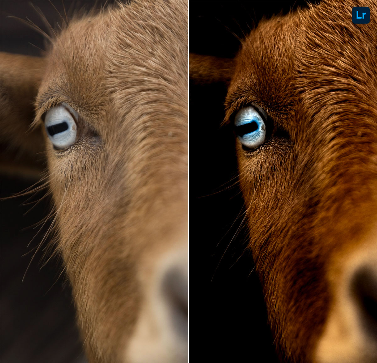 goat | Remix | Photoshop Lightroom