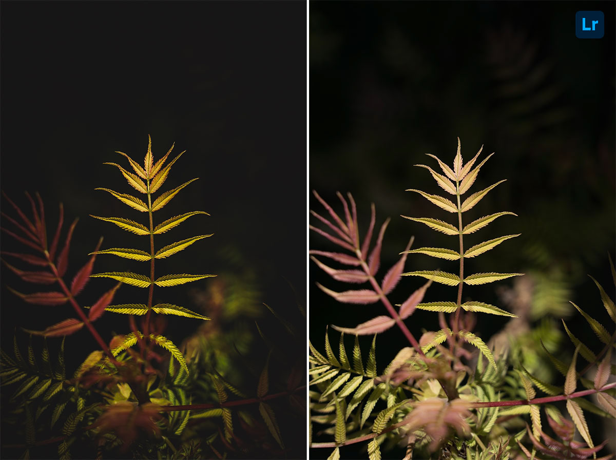 Leaf | Edit | Photoshop Lightroom