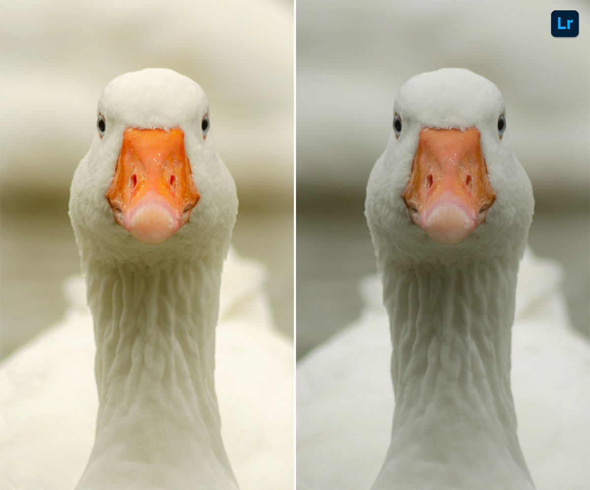 DUCK | Edit | Photoshop Lightroom