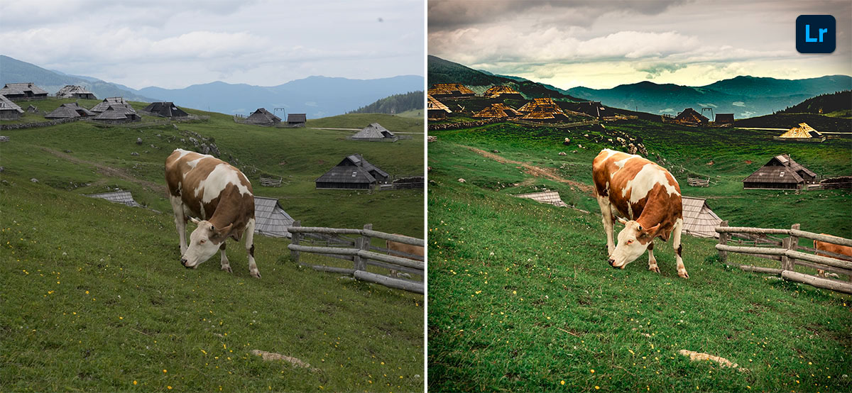 Cow | Remix | Photoshop Lightroom