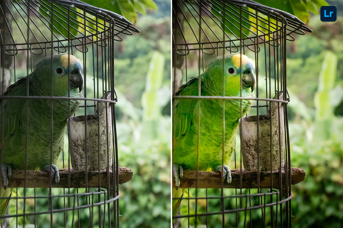 Encaged | Edit | Photoshop Lightroom