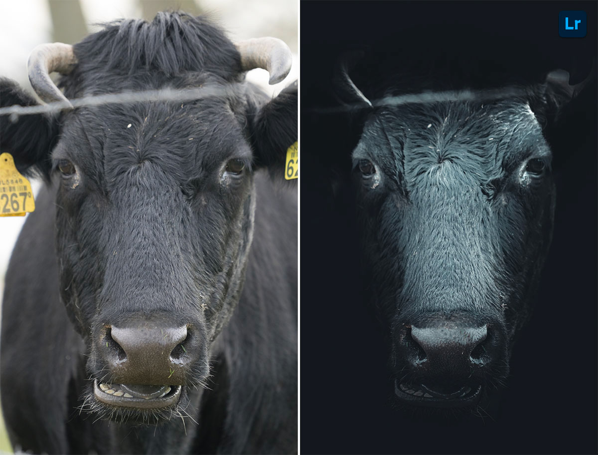 cow | Edit | Photoshop Lightroom