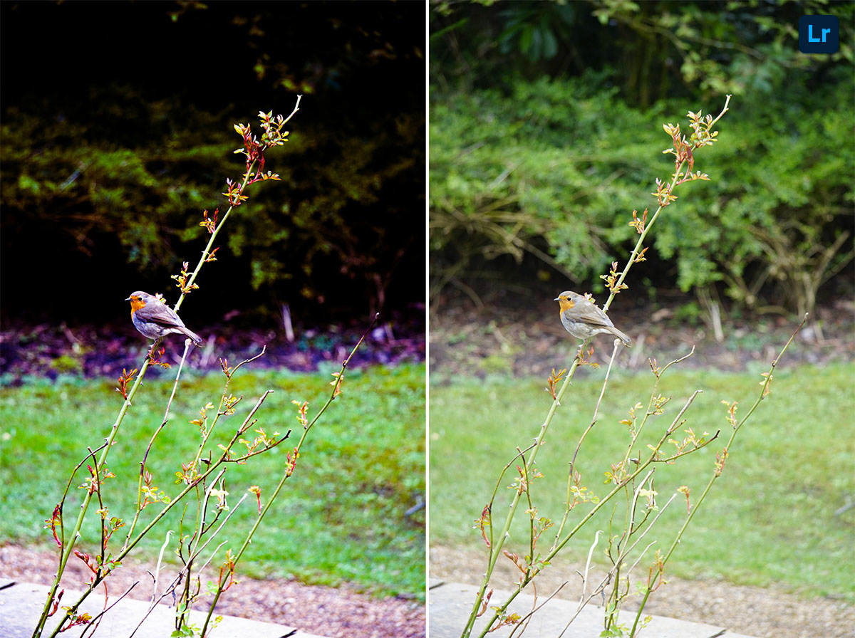 Robin | Remix | Photoshop Lightroom