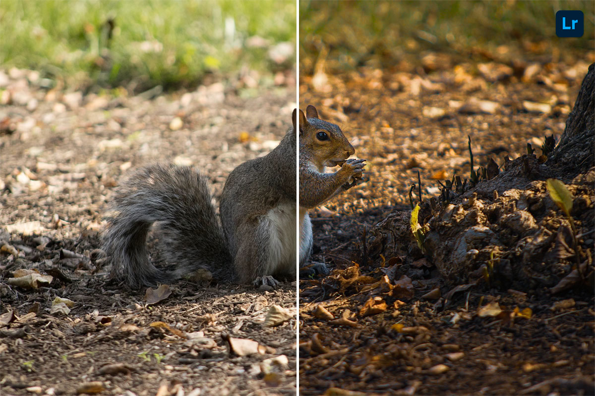 squirrel | Edit | Photoshop Lightroom