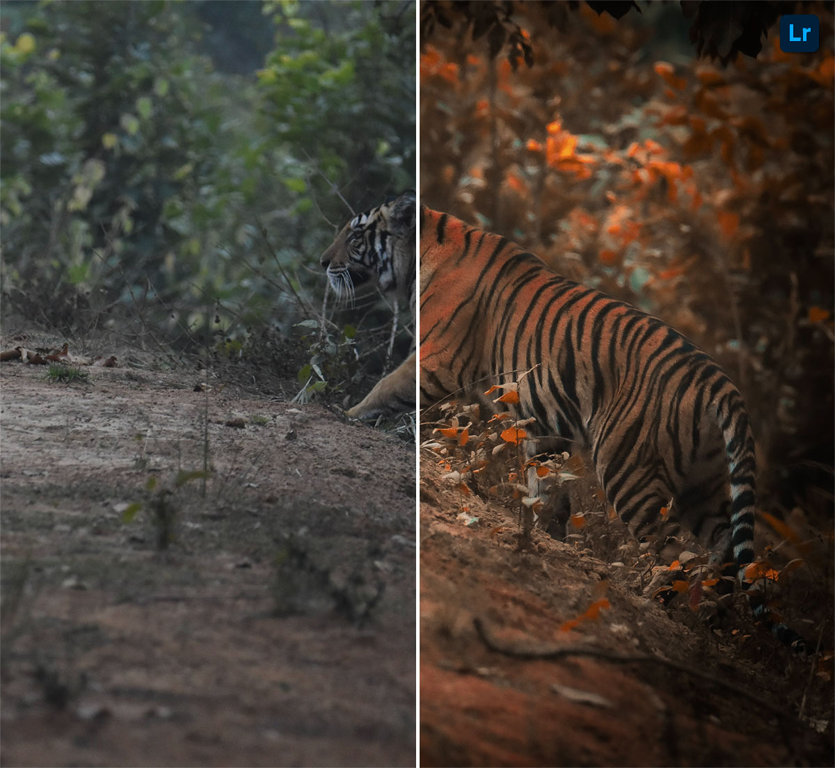 Male Tiger Sub Adult | Edit | Photoshop Lightroom