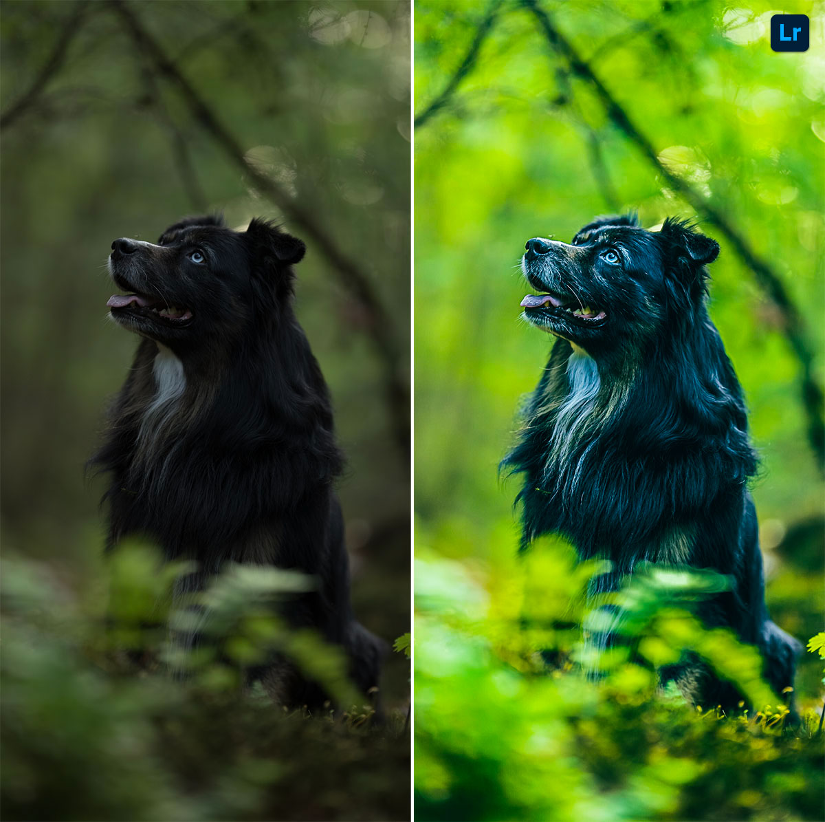 Whispering Canopy | Remix | Photoshop Lightroom