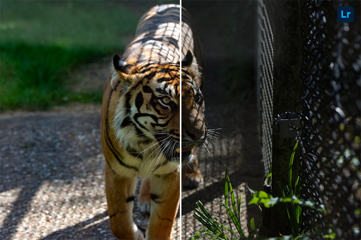 Tiger | Edit | Photoshop Lightroom