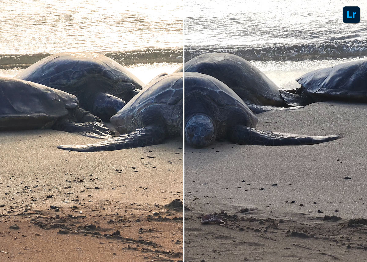 Green turtles coming in to sleep | Edit | Photoshop Lightroom