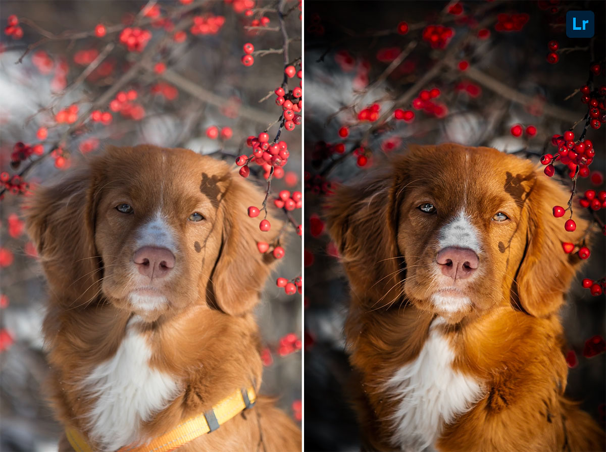 Dog | Remix | Photoshop Lightroom