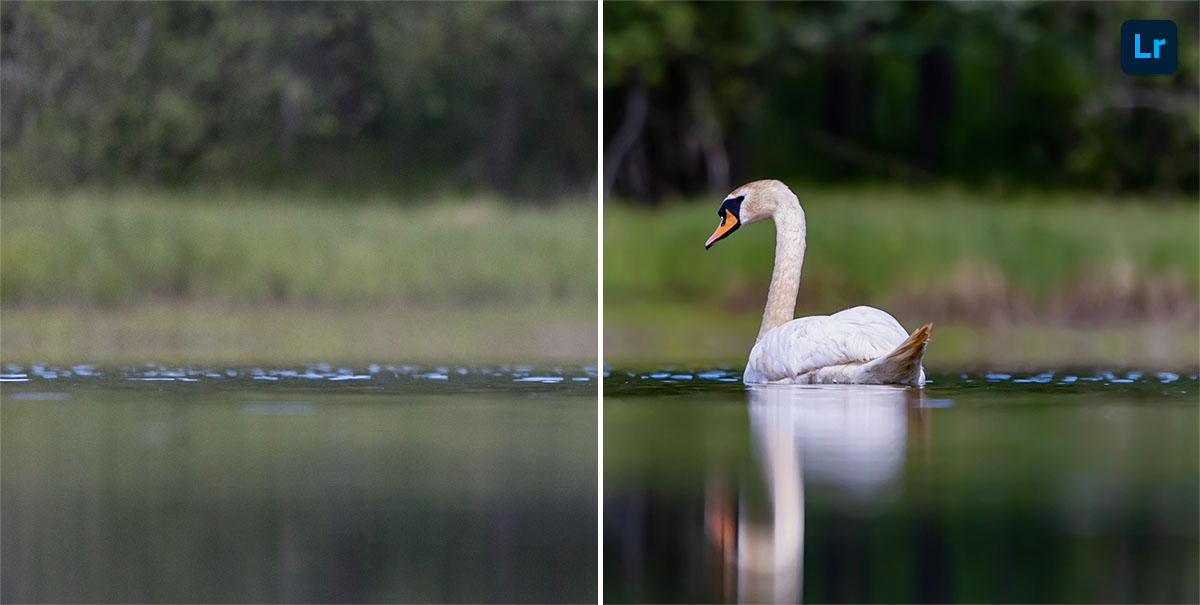 Swan | Edit | Photoshop Lightroom