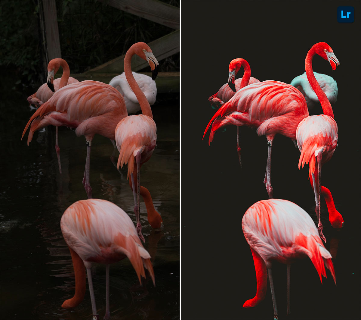 flamingos | Edit | Photoshop Lightroom