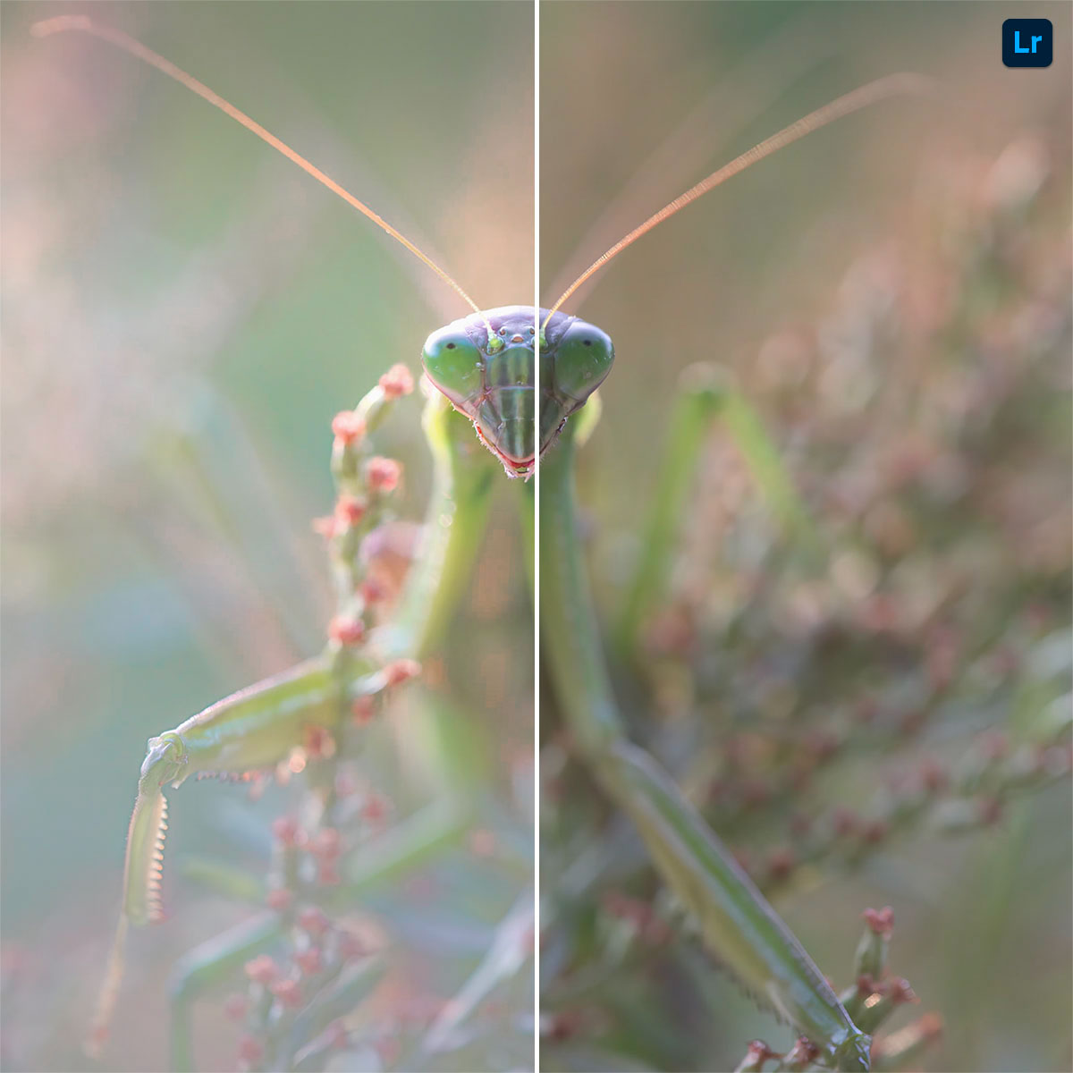 Praying Mantis | Edit | Photoshop Lightroom