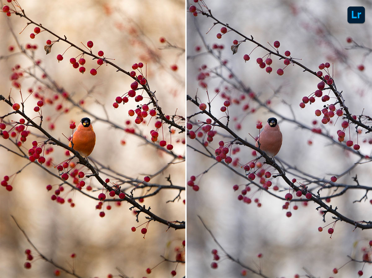 Bird | Remix | Photoshop Lightroom