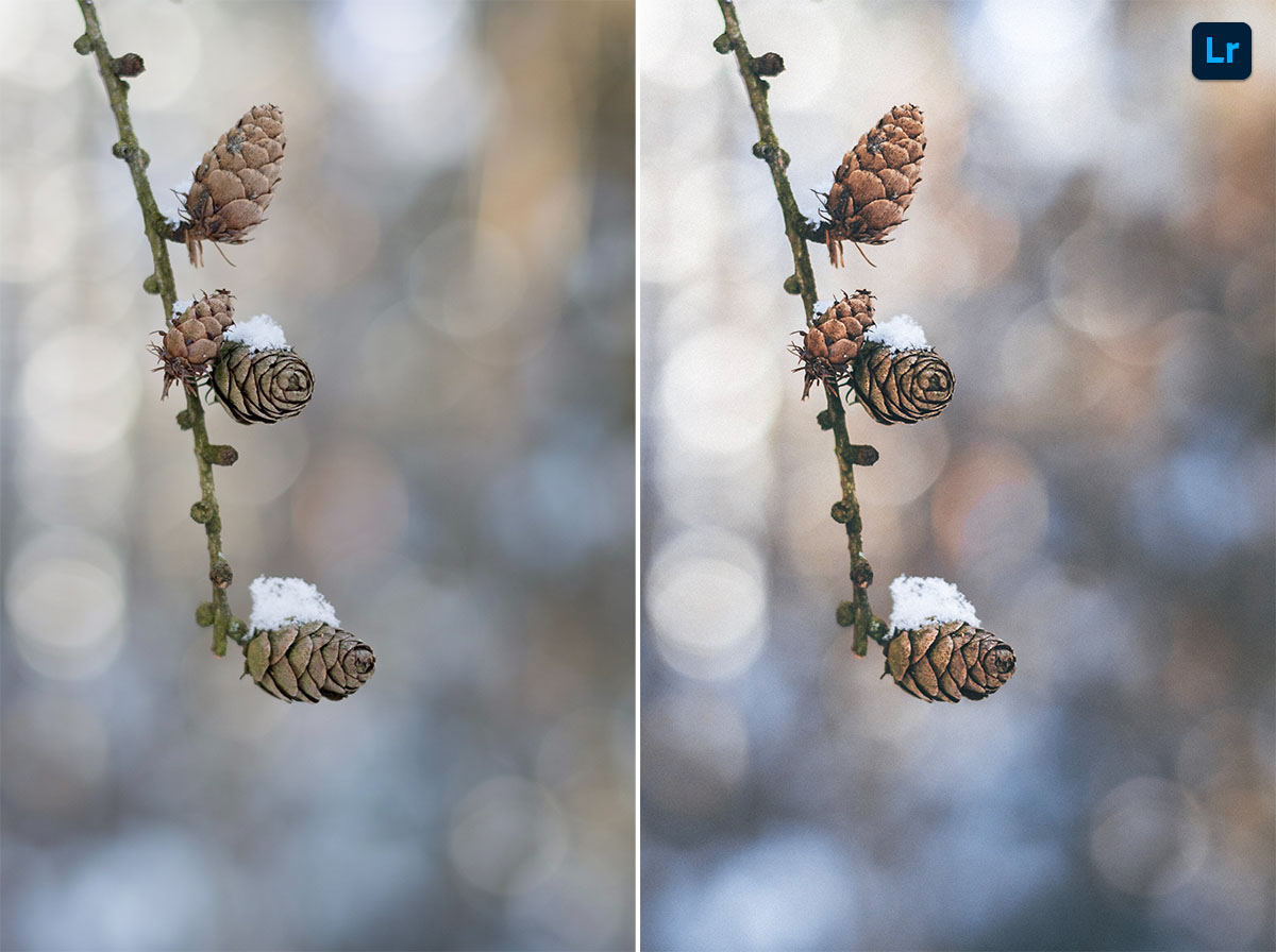 Cones in winter | Edit | Photoshop Lightroom