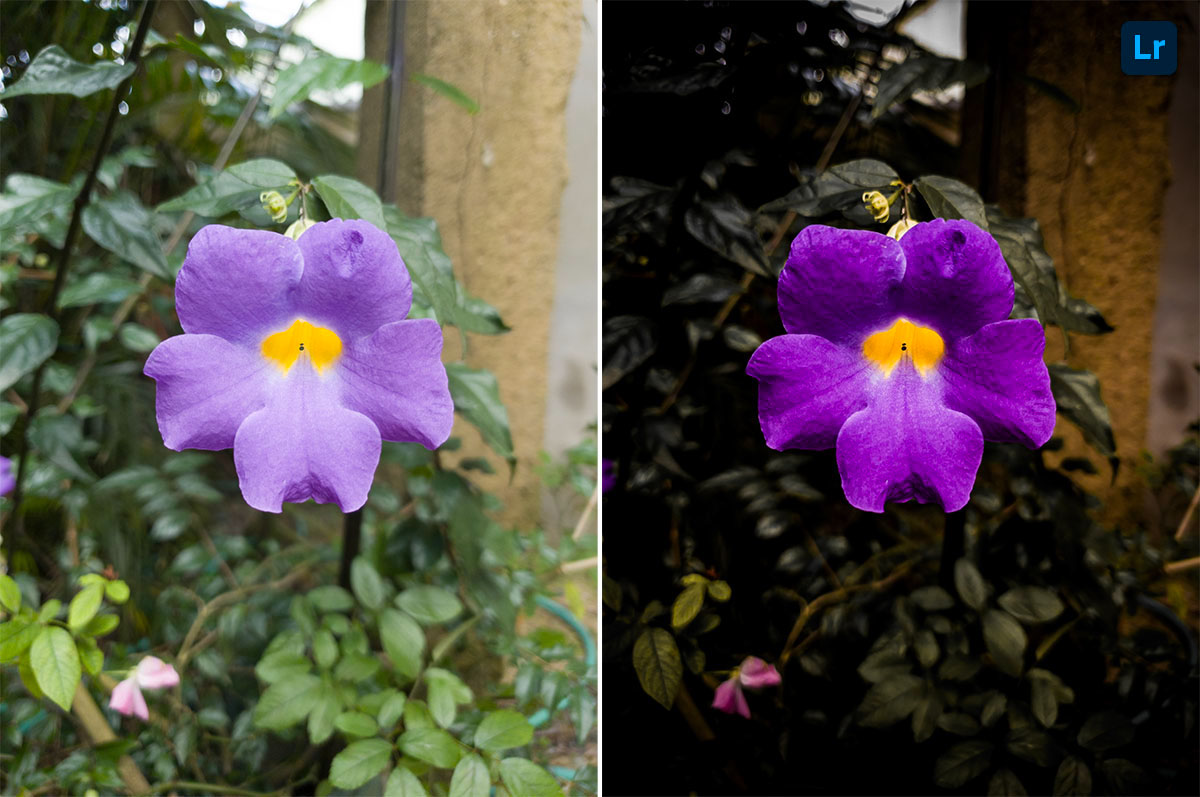 Flor | Remix | Photoshop Lightroom