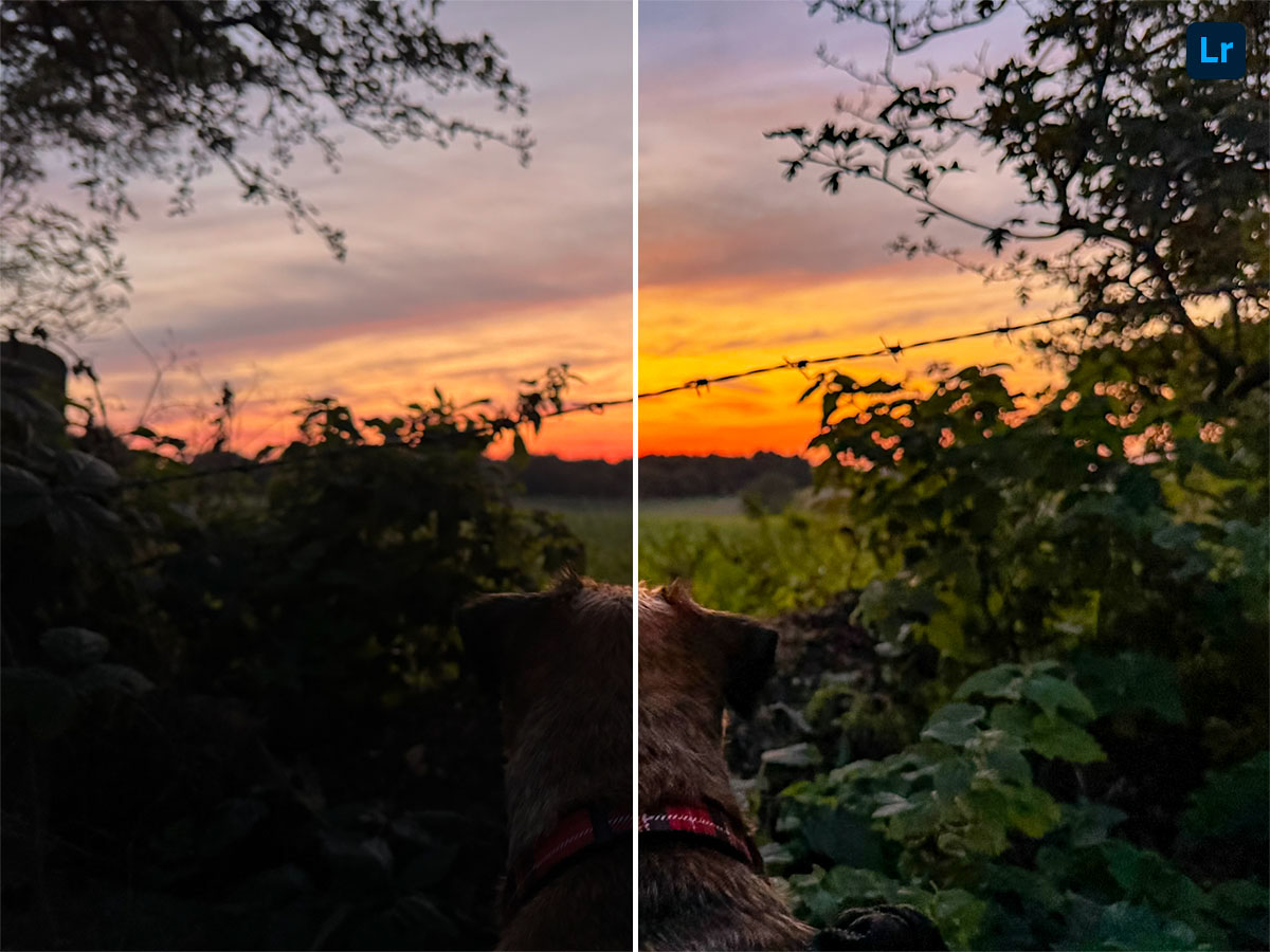 Sunset Pup | Edit | Photoshop Lightroom