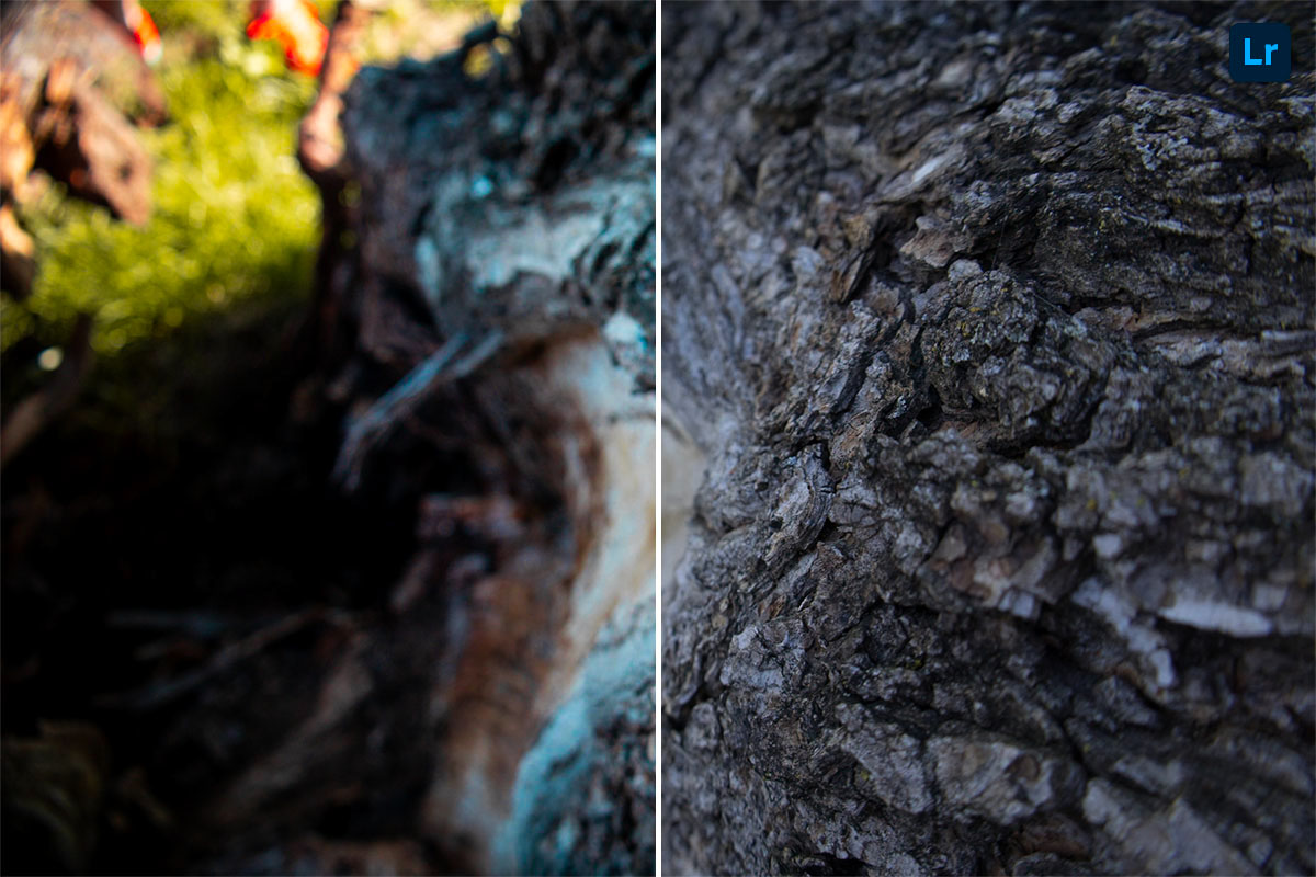 Piss Elm Failure | Edit | Photoshop Lightroom