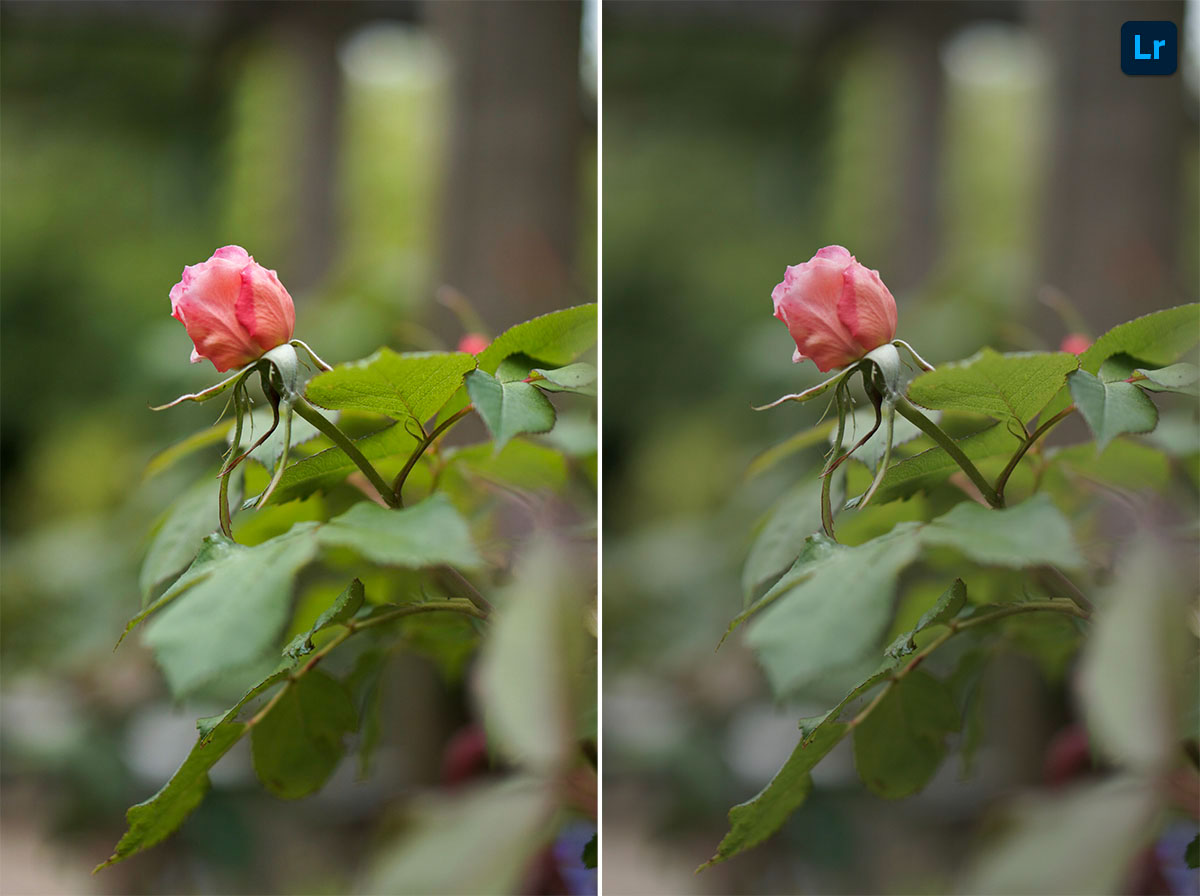 A rose | Remix | Photoshop Lightroom