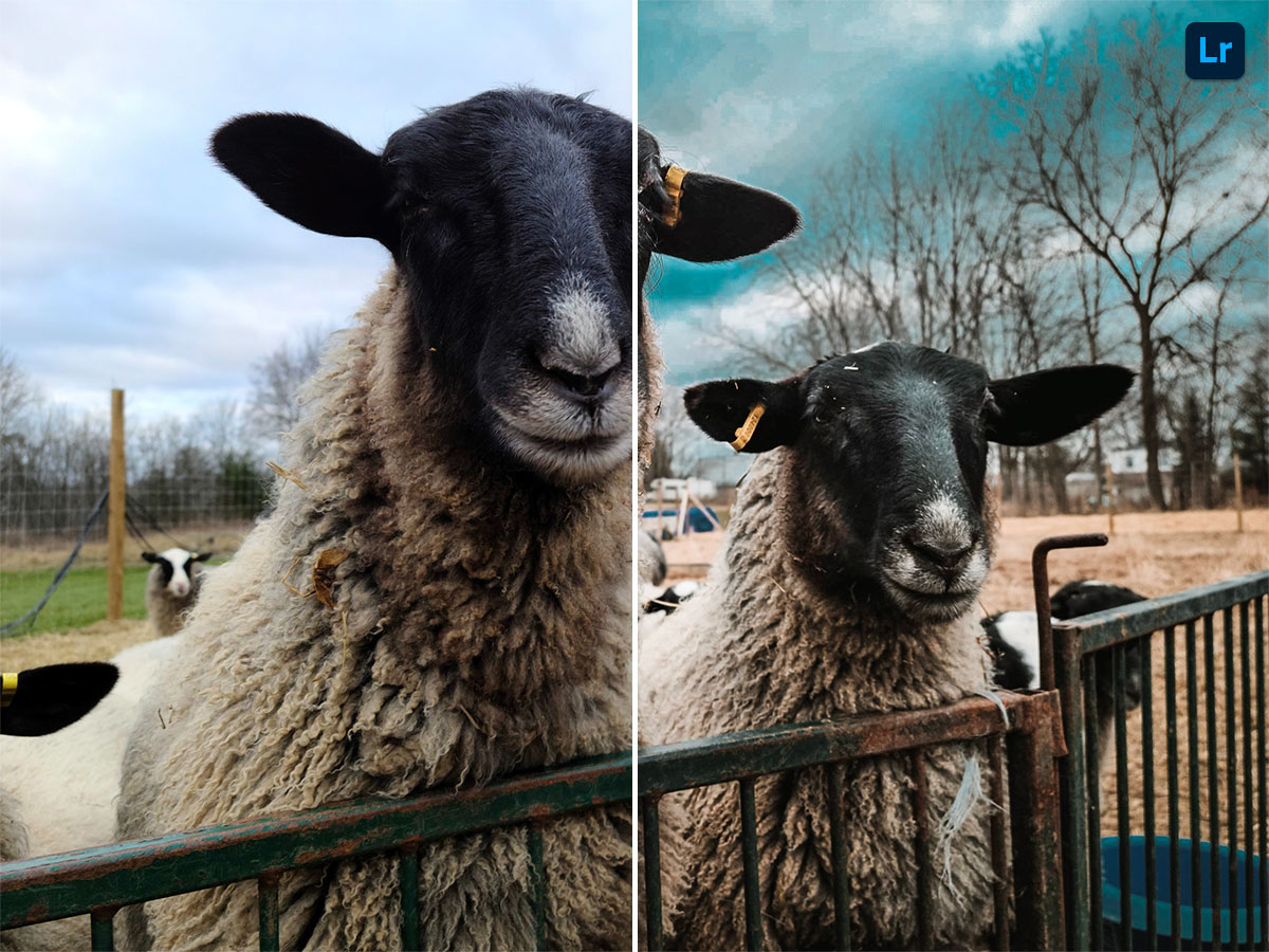 2 big sheep | Edit | Photoshop Lightroom