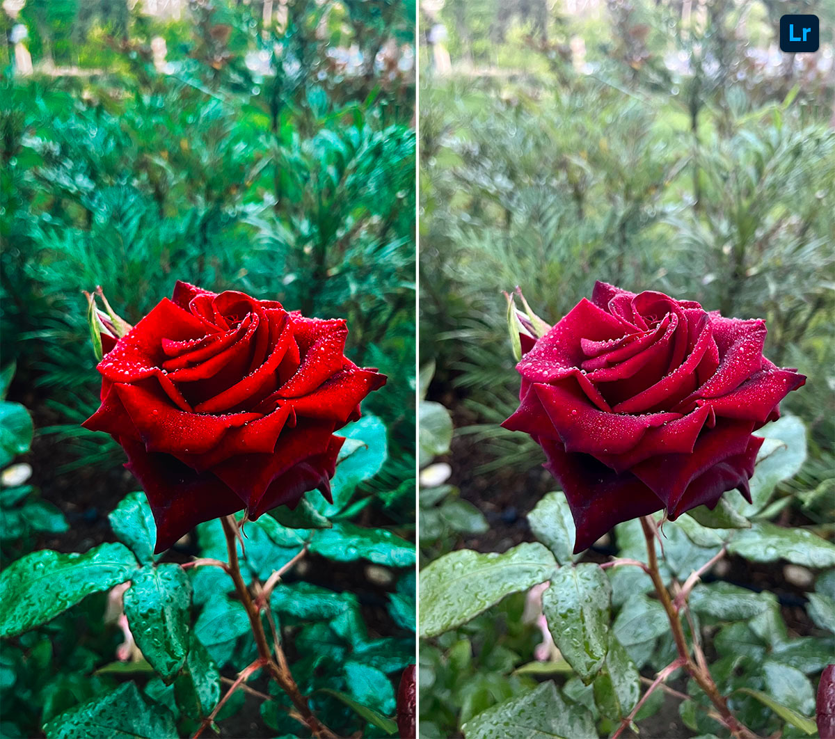 rose | Edit | Photoshop Lightroom