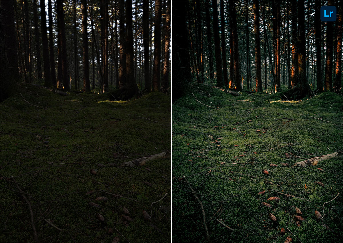 Carpet of moss | Edit | Photoshop Lightroom