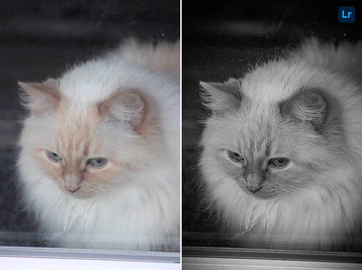 Pet Cat | Edit | Photoshop Lightroom