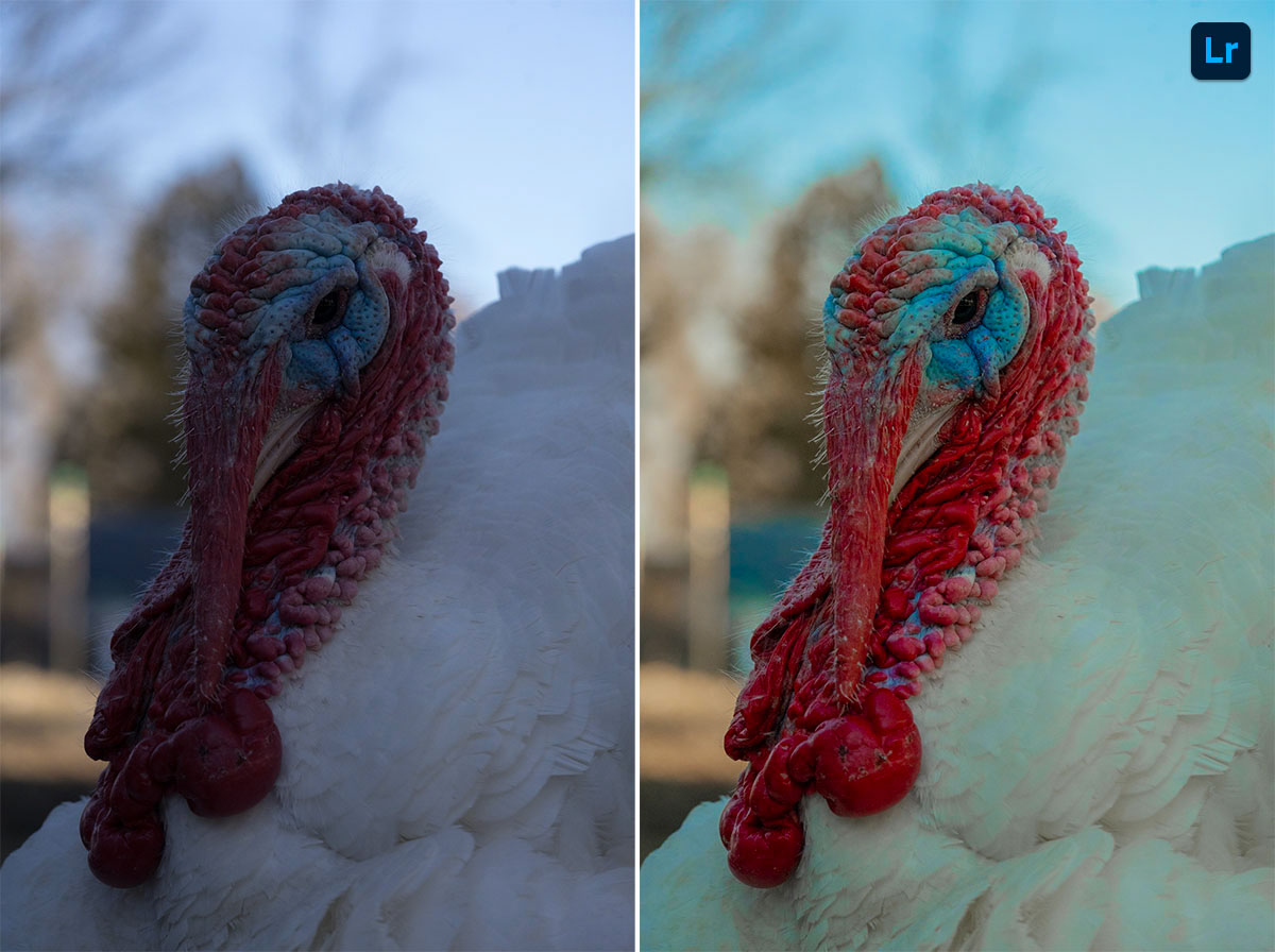 Turkey | Edit | Photoshop Lightroom