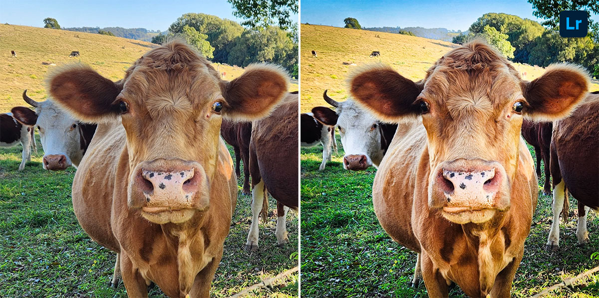 The Cows Next Door | Edit | Photoshop Lightroom
