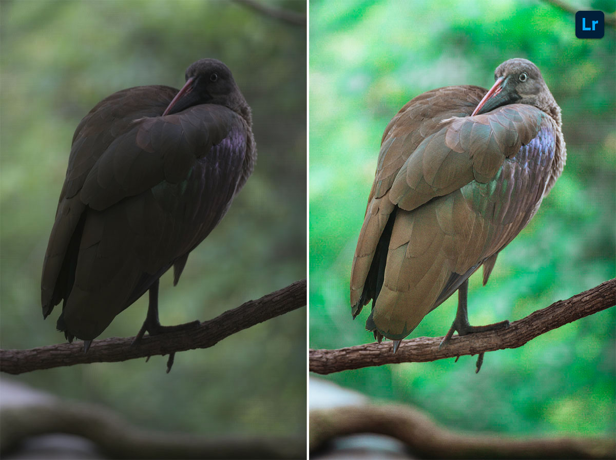 Bird | Remix | Photoshop Lightroom