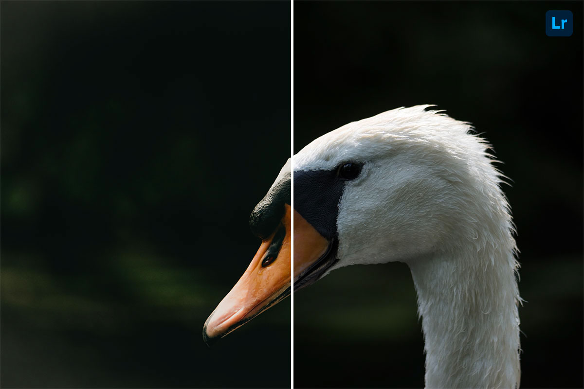 Swan | Remix | Photoshop Lightroom