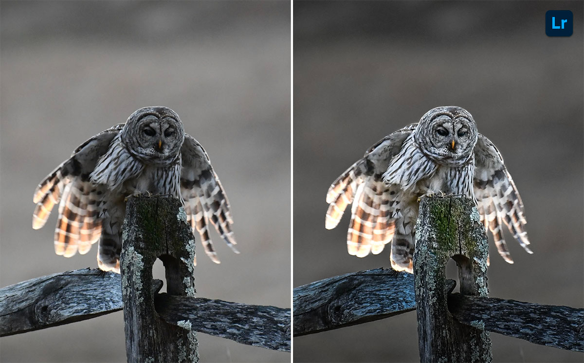 Spread Out Barred Owl | Edit | Photoshop Lightroom
