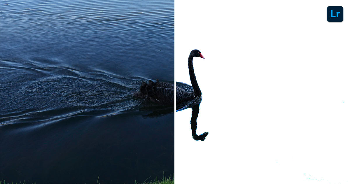 black swan | Edit | Photoshop Lightroom