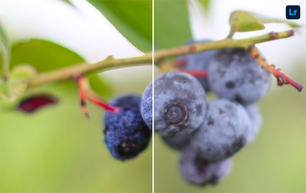 Blueberry Patch Tumbleton, Alabama | Edit | Photoshop Lightroom