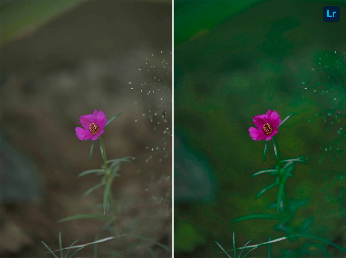 Bloom | Remix | Photoshop Lightroom