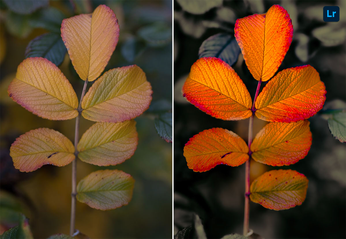 A pop of colors | Remix | Photoshop Lightroom