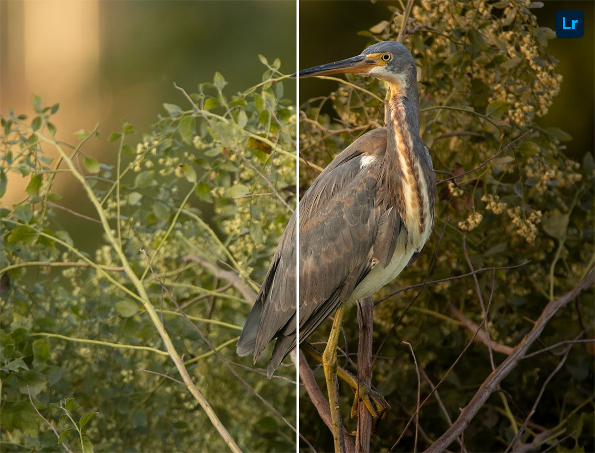 tri colored Heron | Edit | Photoshop Lightroom