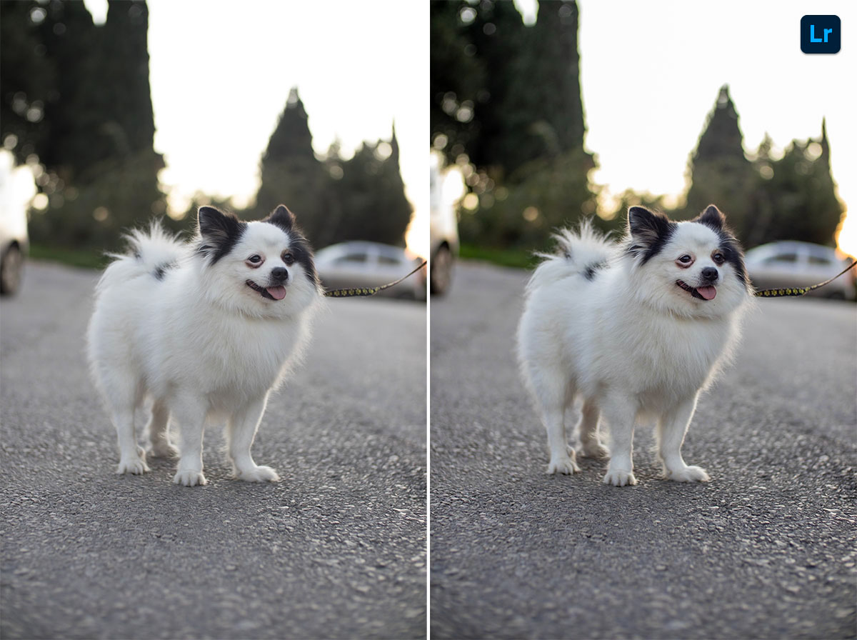 Dog | Remix | Photoshop Lightroom