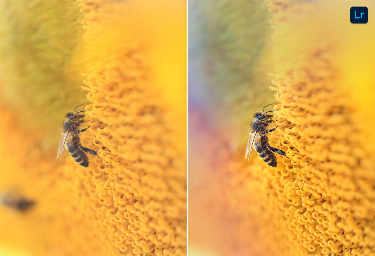 Bee | Edit | Photoshop Lightroom