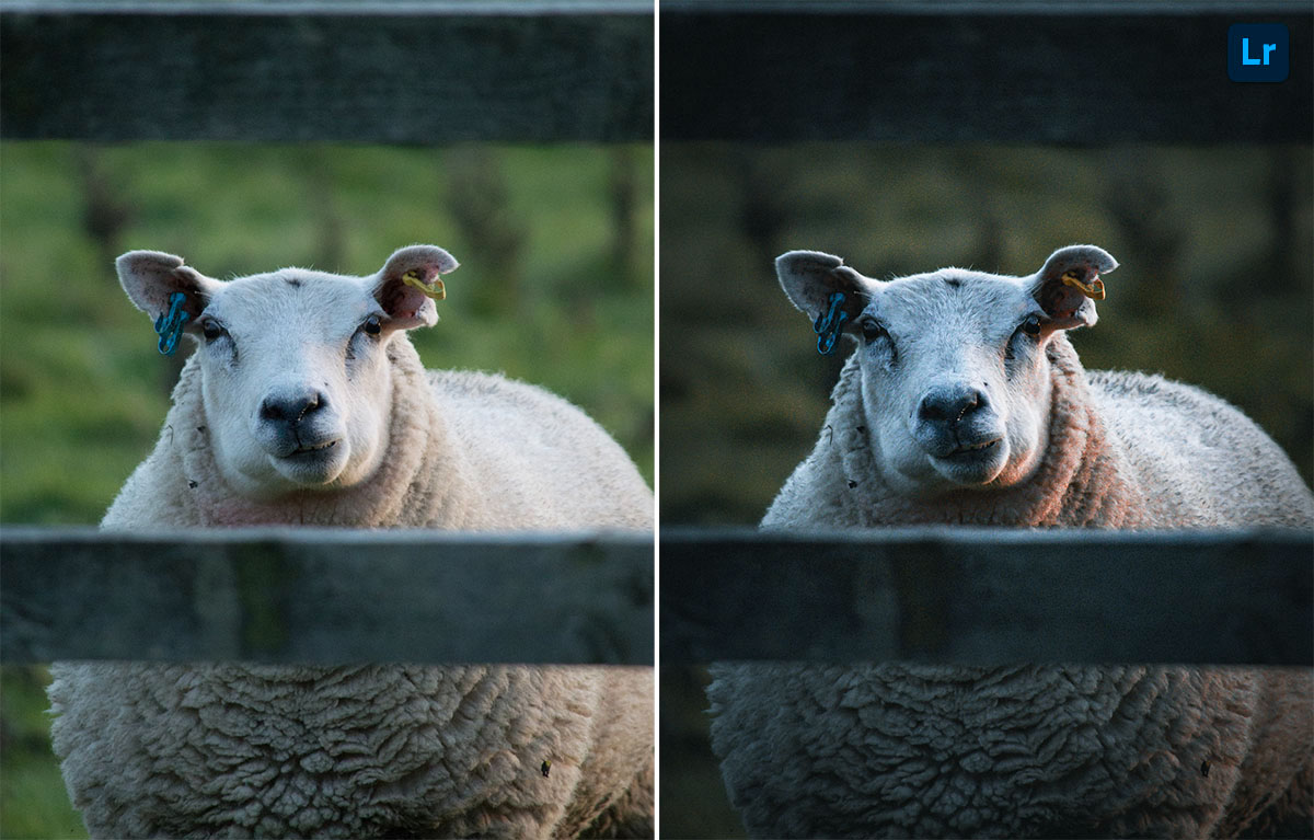cinematic sheep | Edit | Photoshop Lightroom
